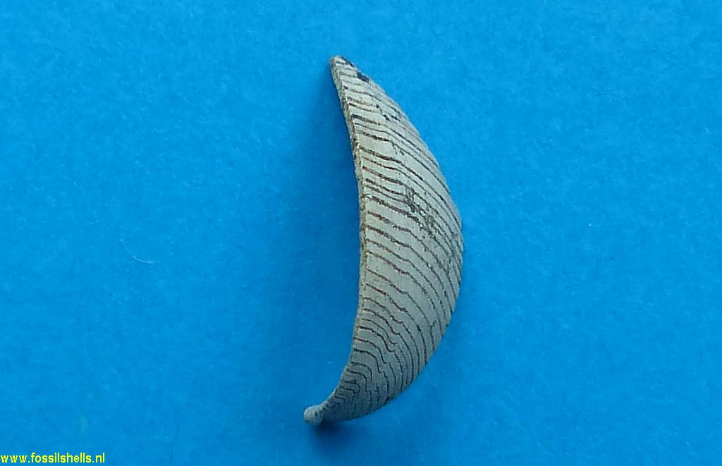 International Fossil Shell Museum - Foundation for the study of shells ...