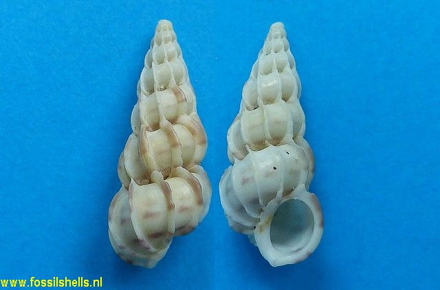International Fossil Shell Museum - Foundation for the study of shells ...