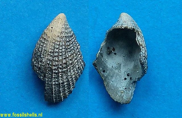 International Fossil Shell Museum - Foundation for the study of shells ...