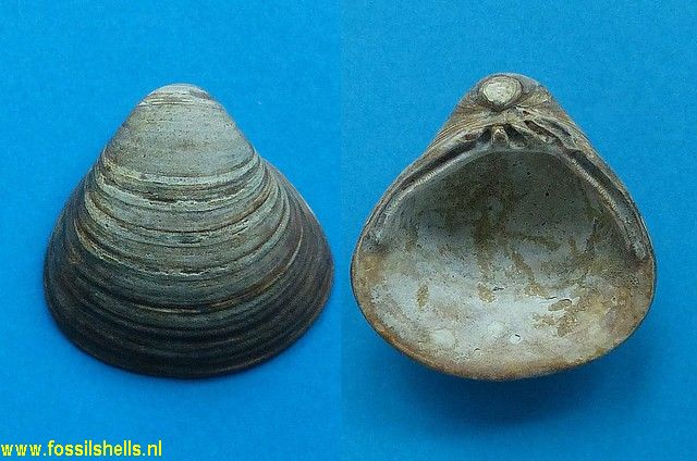 International Fossil Shell Museum - Foundation for the study of shells ...