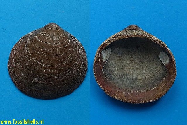International Fossil Shell Museum - Foundation for the study of shells ...