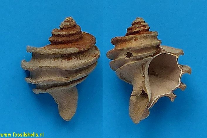 International Fossil Shell Museum - Foundation for the study of shells ...