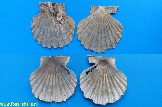 International Fossil Shell Museum - Foundation for the study of shells ...