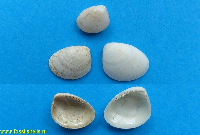 International Fossil Shell Museum - Foundation for the study of shells ...