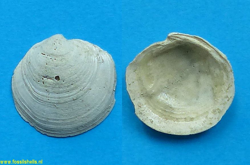 International Fossil Shell Museum - Foundation for the study of shells ...