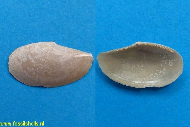 International Fossil Shell Museum - Foundation for the study of shells ...