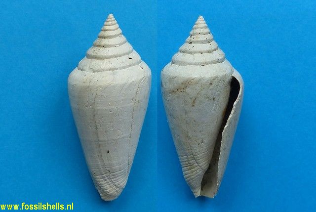 International Fossil Shell Museum - Foundation for the study of shells ...