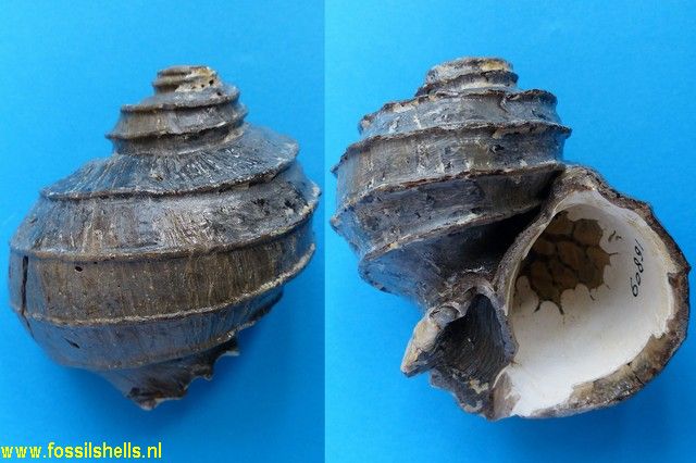 International Fossil Shell Museum - Foundation for the study of shells ...