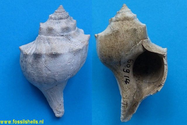 International Fossil Shell Museum - Foundation for the study of shells ...