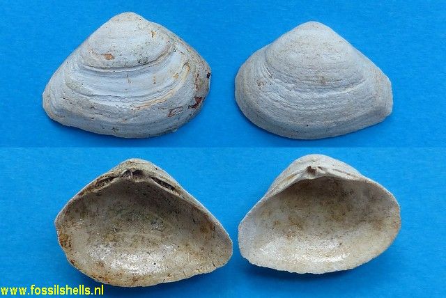 International Fossil Shell Museum - Foundation for the study of shells ...