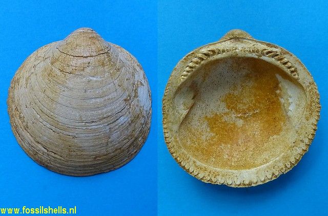 International Fossil Shell Museum - Foundation for the study of shells ...