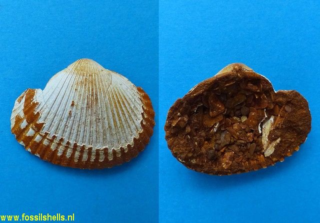 International Fossil Shell Museum - Foundation for the study of shells ...