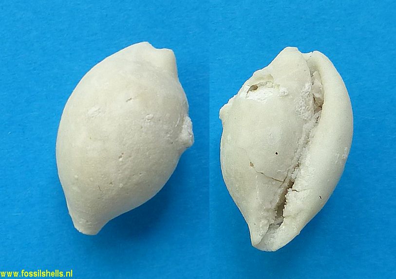 International Fossil Shell Museum - Foundation for the study of shells ...