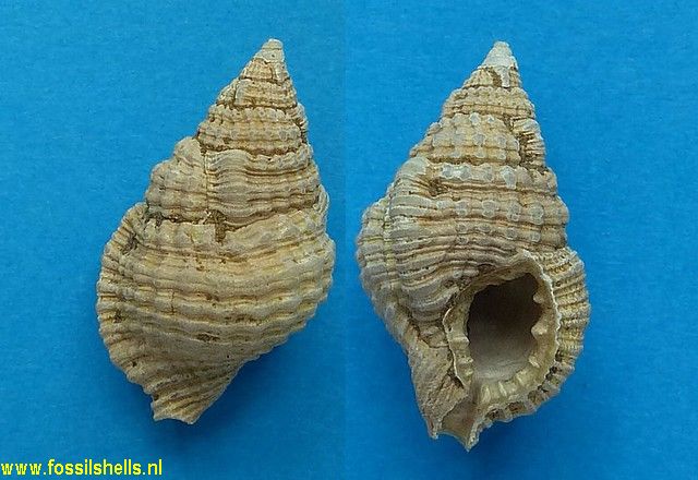 International Fossil Shell Museum - Foundation for the study of shells ...