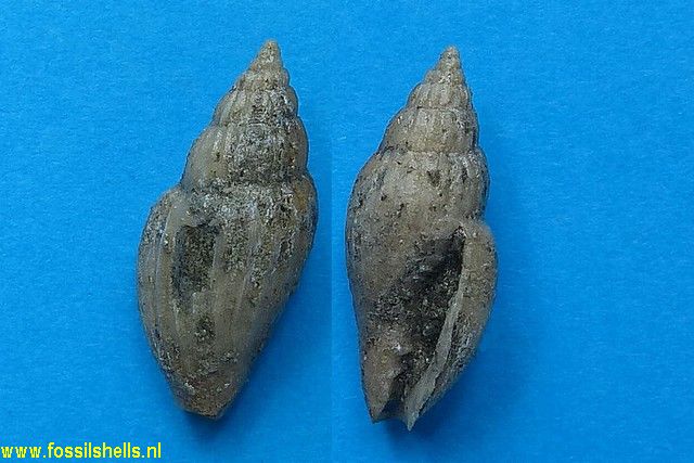 International Fossil Shell Museum - Foundation for the study of shells ...