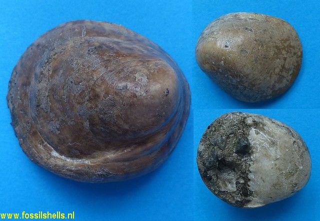 International Fossil Shell Museum - Foundation for the study of shells ...