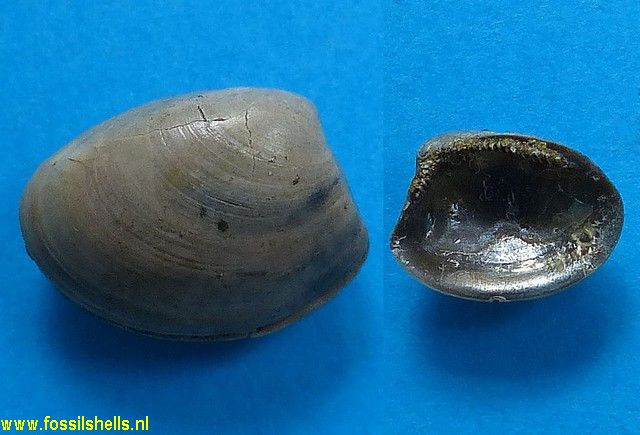 International Fossil Shell Museum - Foundation for the study of shells ...
