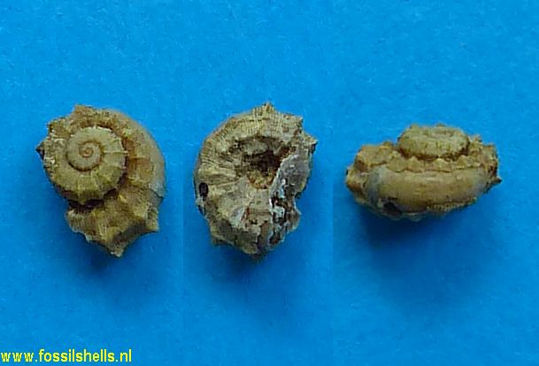 International Fossil Shell Museum - Foundation for the study of shells ...