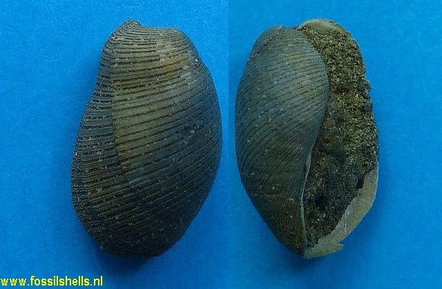 International Fossil Shell Museum - Foundation for the study of shells ...