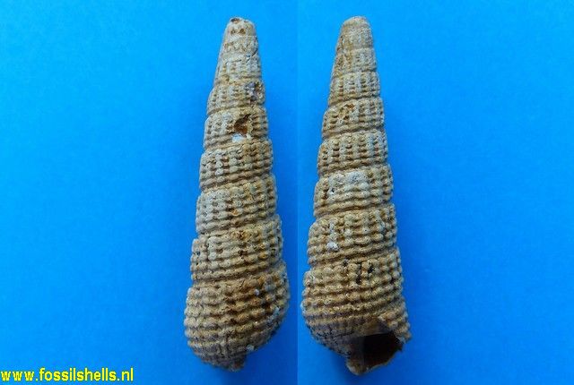 International Fossil Shell Museum - Foundation for the study of shells ...