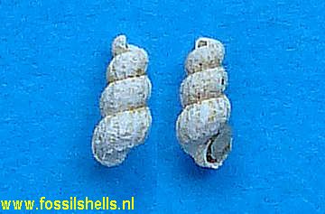 International Fossil Shell Museum - Foundation for the study of shells ...