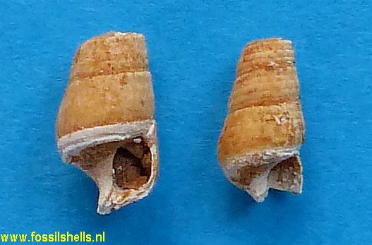 International Fossil Shell Museum - Foundation for the study of shells ...