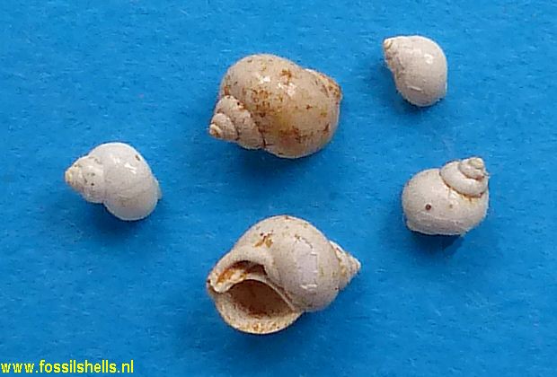 International Fossil Shell Museum - Foundation for the study of shells ...