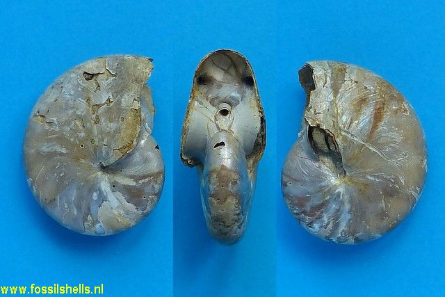 International Fossil Shell Museum - Foundation for the study of shells ...