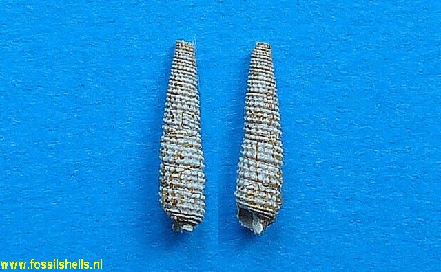 International Fossil Shell Museum - Foundation for the study of shells ...