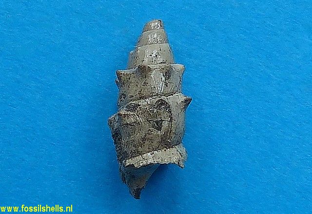 International Fossil Shell Museum - Foundation for the study of shells ...