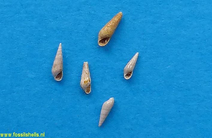 International Fossil Shell Museum - Foundation for the study of shells ...