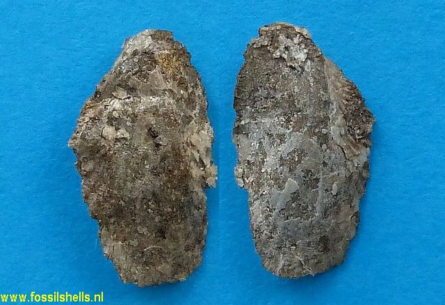 International Fossil Shell Museum - Foundation for the study of shells ...