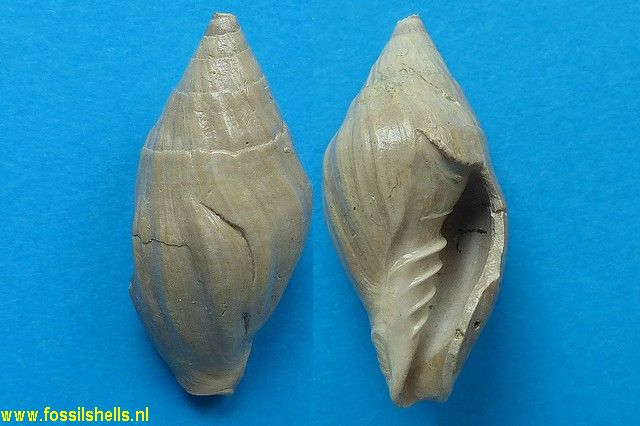 International Fossil Shell Museum - Foundation for the study of shells ...