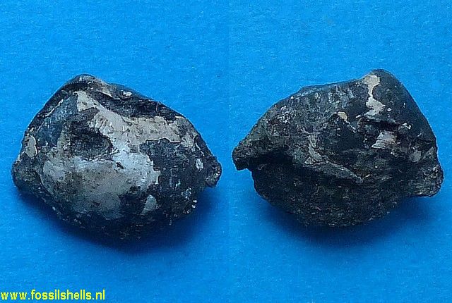 International Fossil Shell Museum - Foundation for the study of shells ...