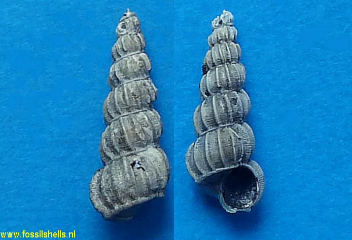 International Fossil Shell Museum - Foundation for the study of shells ...