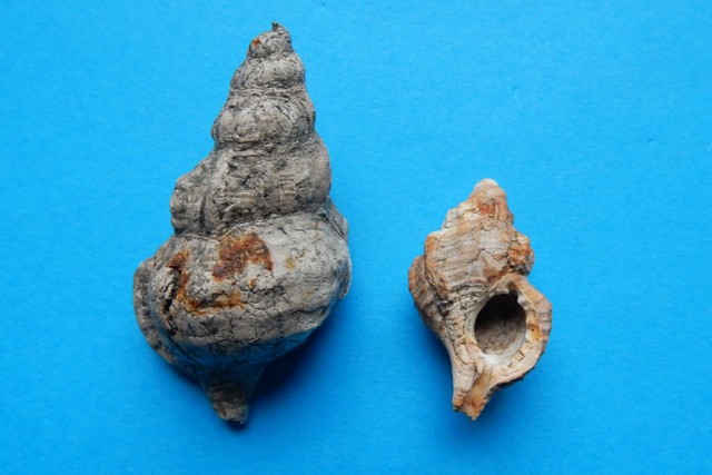 International Fossil Shell Museum - Foundation for the study of shells ...